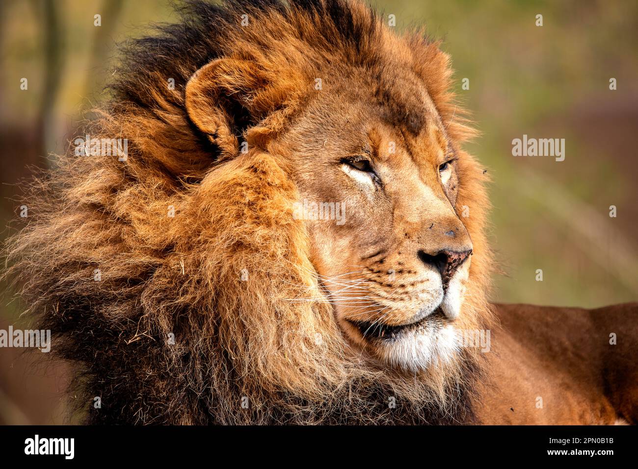 A portrait of a Lion Stock Photo - Alamy