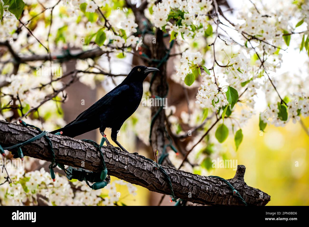 Common grackle female hi-res stock photography and images - Alamy