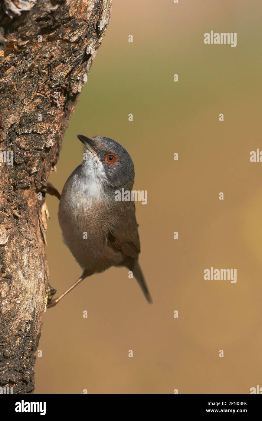 Sardinian Warbler (Sylvia melanocephala), Songbirds, Animals, Birds ...