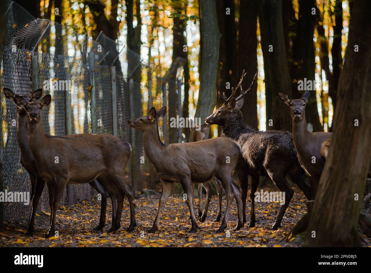 A herd of deer in the forest, yellow leaves in the background. Deer ...