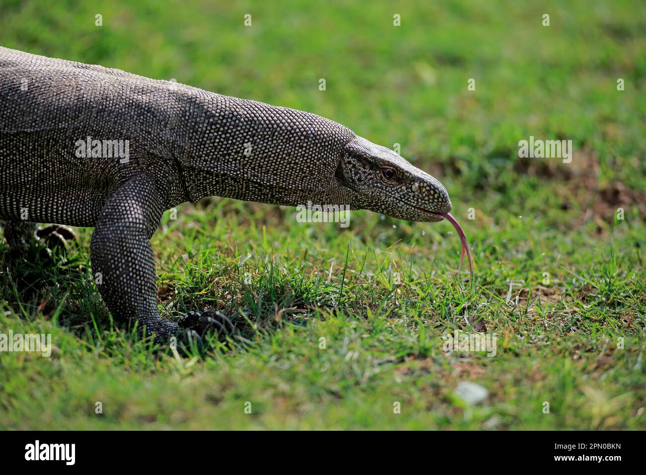 Bengal bengal monitor (Varanus bengalensis), Udawalawe National Park ...