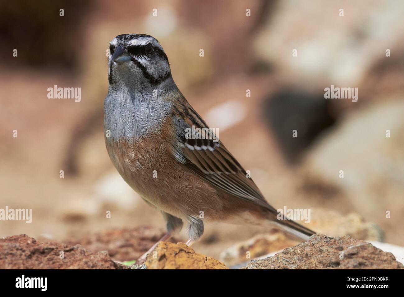 Rock Bunting, Rock Buntings (Emberiza cia), Songbirds, Animals, Birds ...