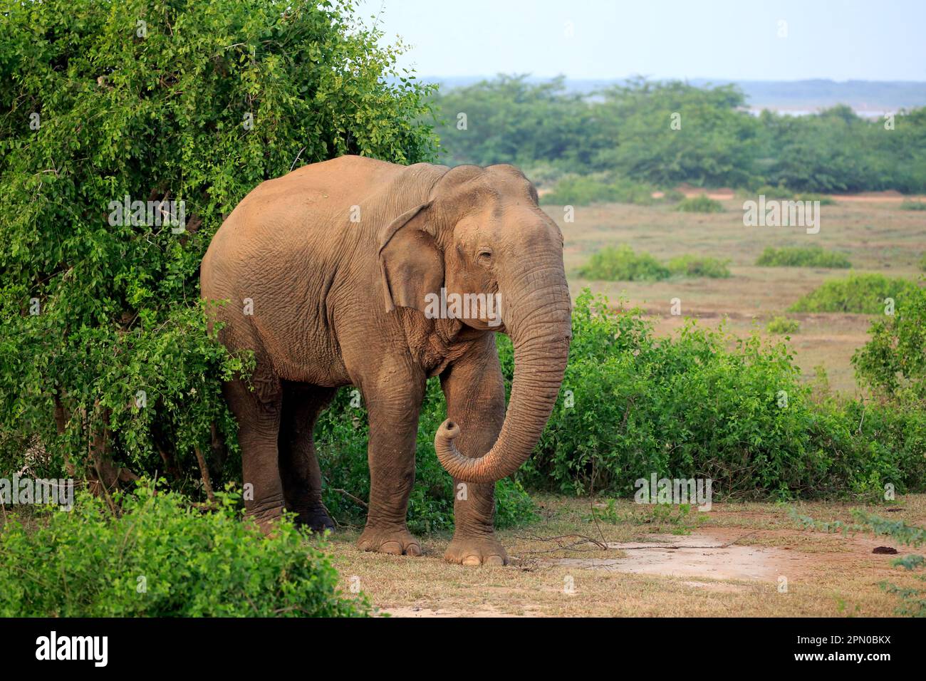 Sri lankan elephant (Elephas maximus maximus), Asian elephant, adult ...