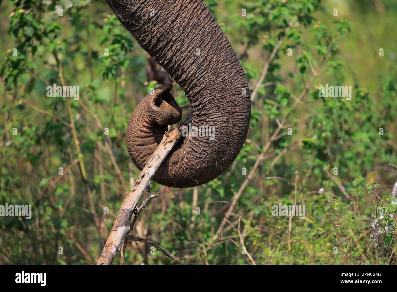 Sri Lankan elephant (Elephas maximus maximus), Asian sri lankan ...
