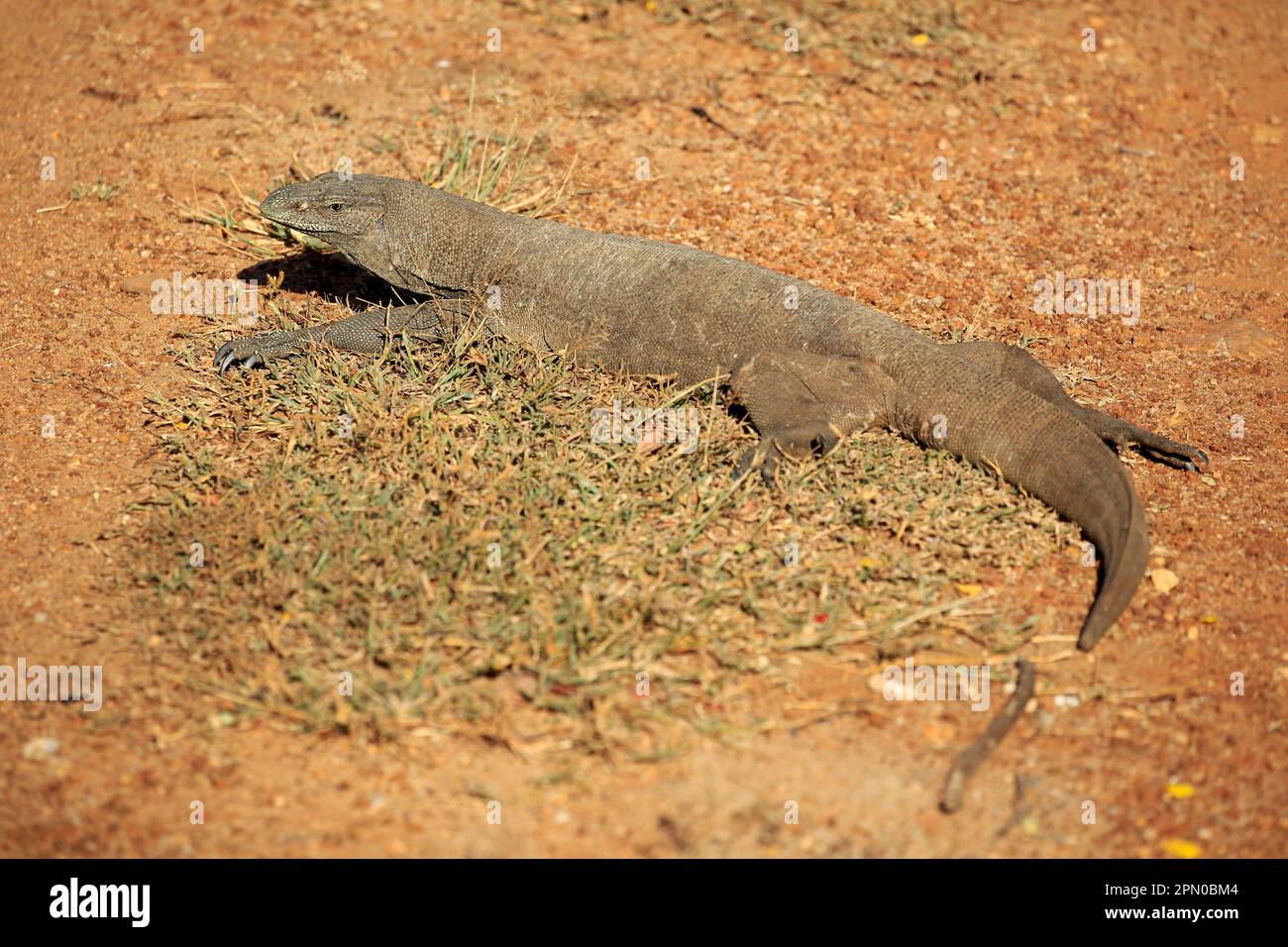 Bengal bengal monitor (Varanus bengalensis), Yala National Park, Sri ...