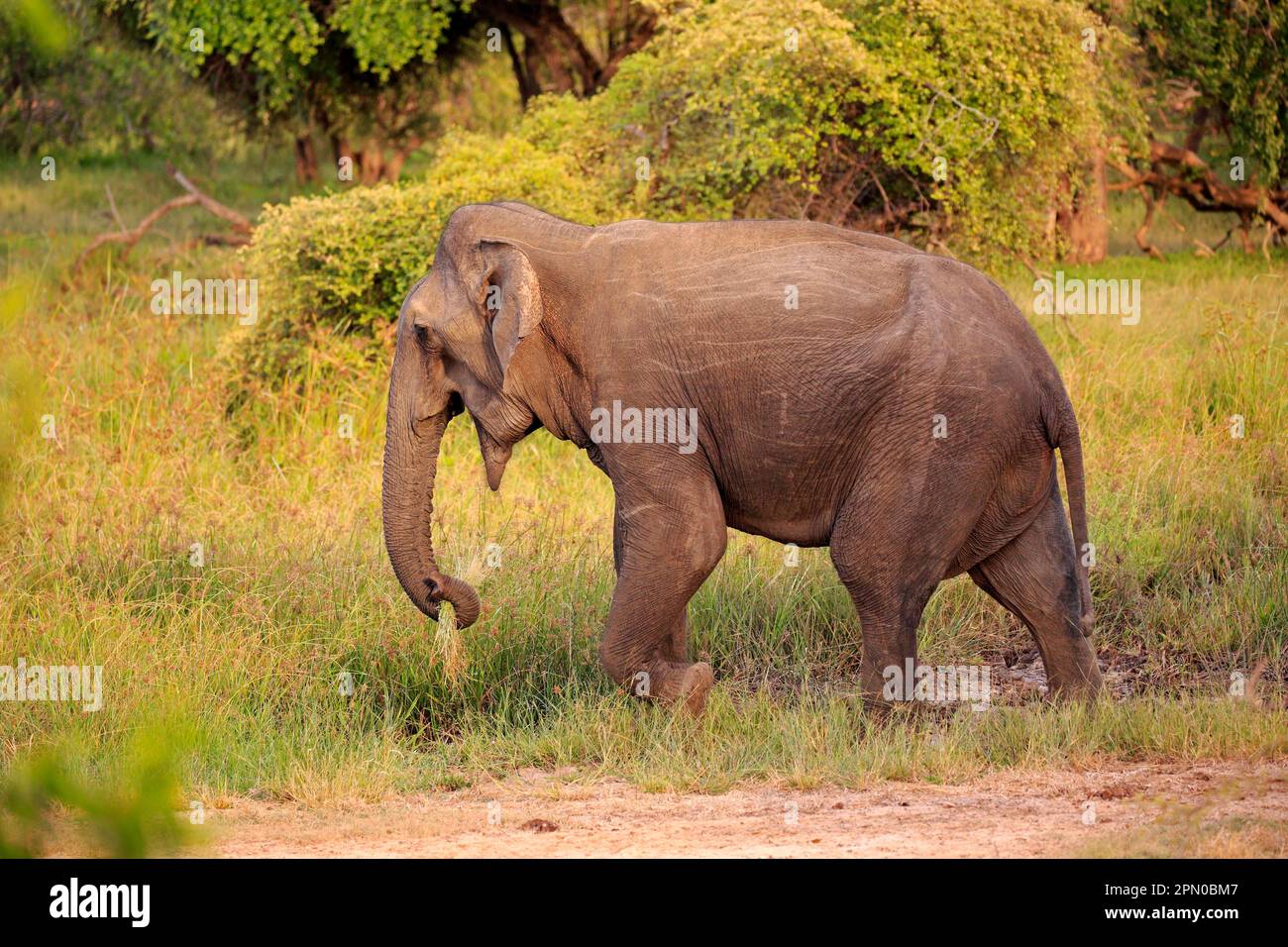 Sri lankan elephant (Elephas maximus maximus), Asian elephant, adult ...