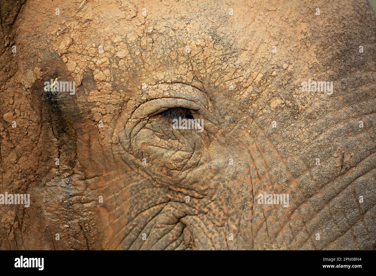 Sri lankan elephant (Elephas maximus maximus), Asian elephant, adult ...