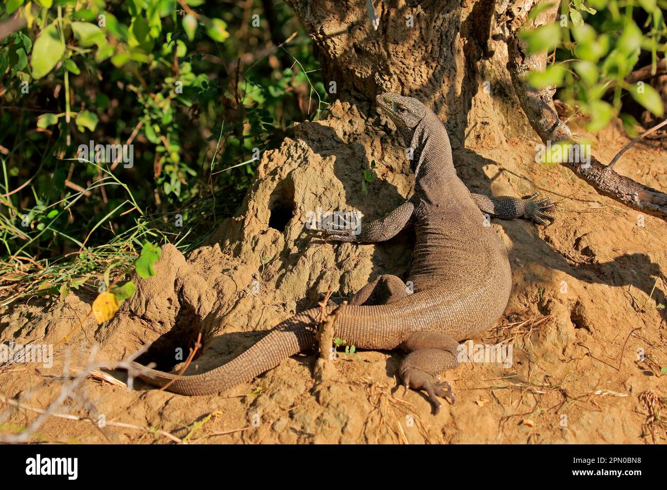 Bengal bengal monitor (Varanus bengalensis), Yala National Park, Sri ...