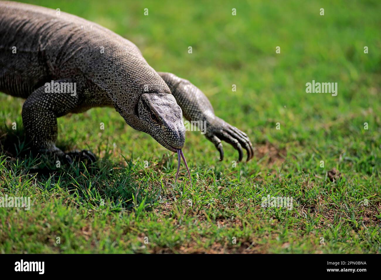 Bengal bengal monitor (Varanus bengalensis), Udawalawe National Park ...