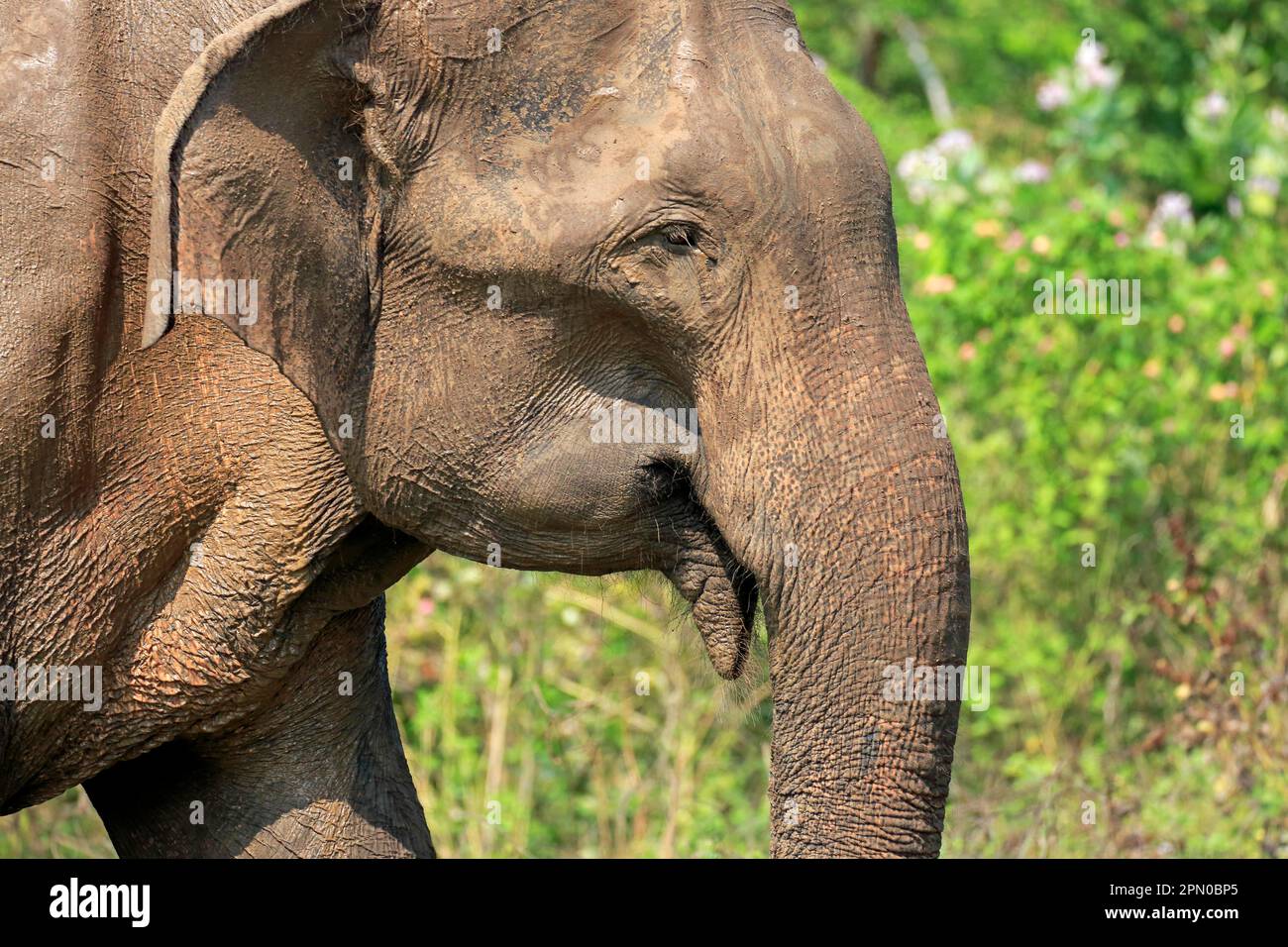 Sri lankan elephant (Elephas maximus maximus), Asian elephant, adult ...