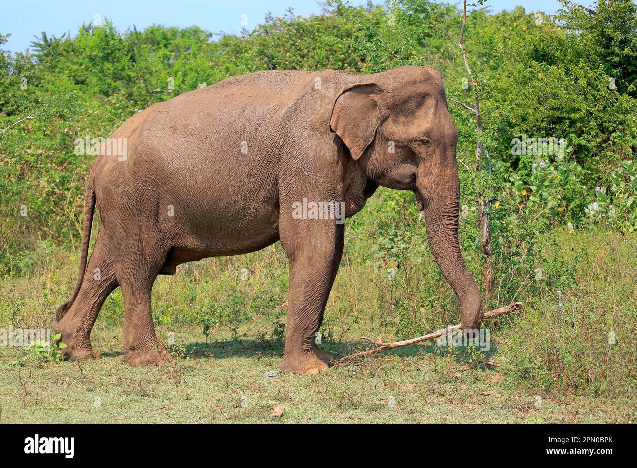 Sri lankan elephant (Elephas maximus maximus), Asian elephant, adult ...