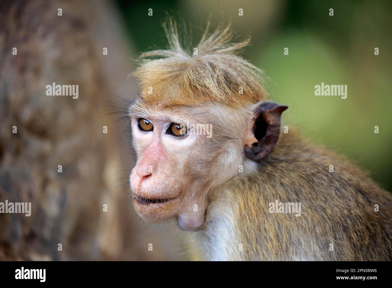 Red monkey, adult portrait, Yala toque macaque (Macaca sinica), Sri ...