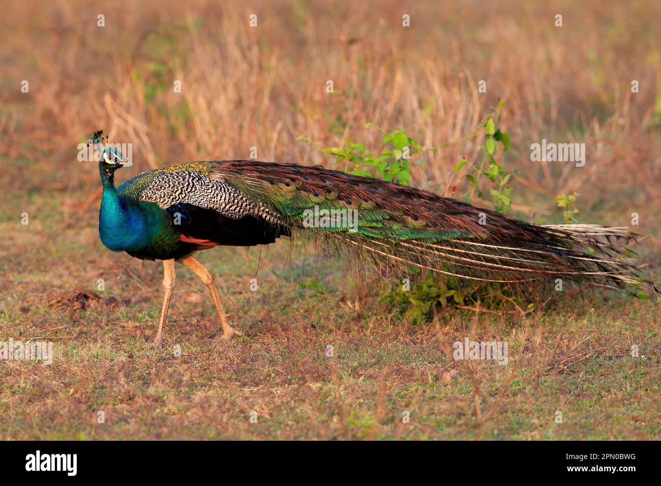 Indian peafowl (Pavo cristatus), adult male, Bundala National Park, Sri ...