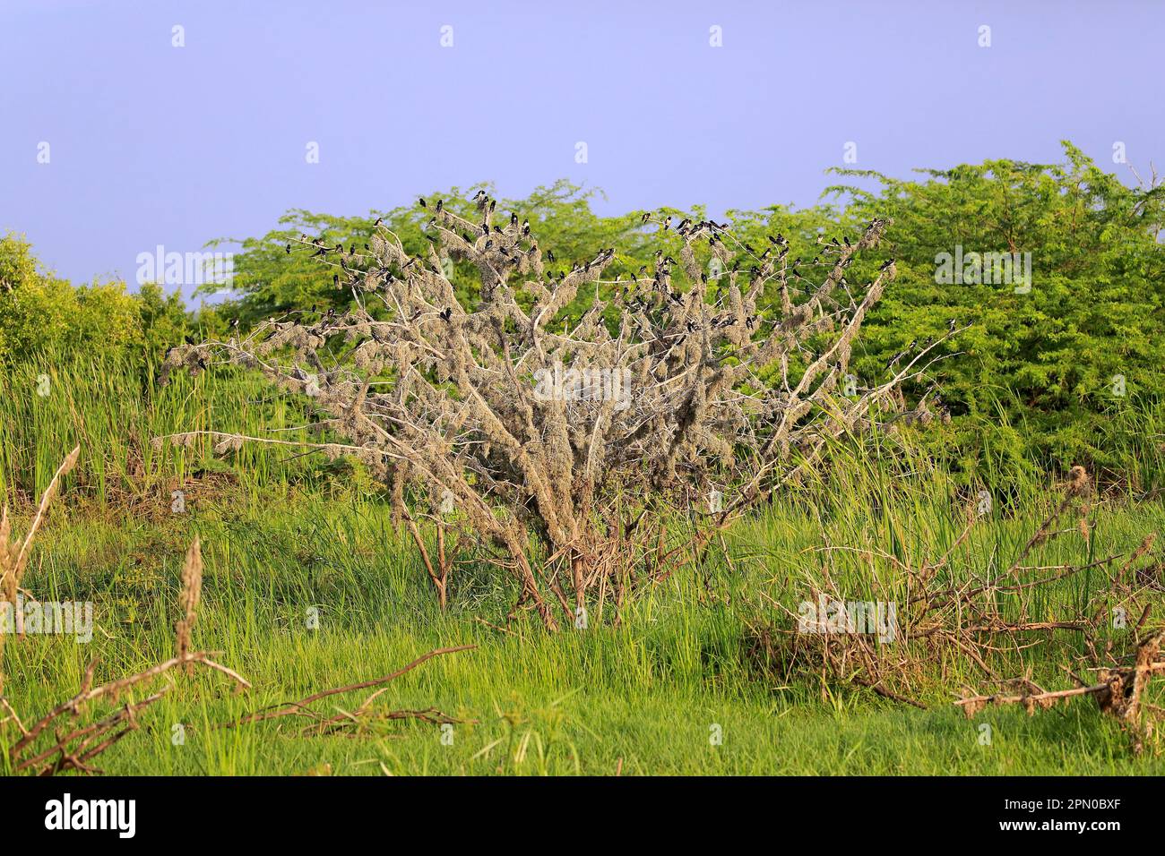 Barn swallow (Hirundo rustica), flock on tree, winter quarters, Bundala ...