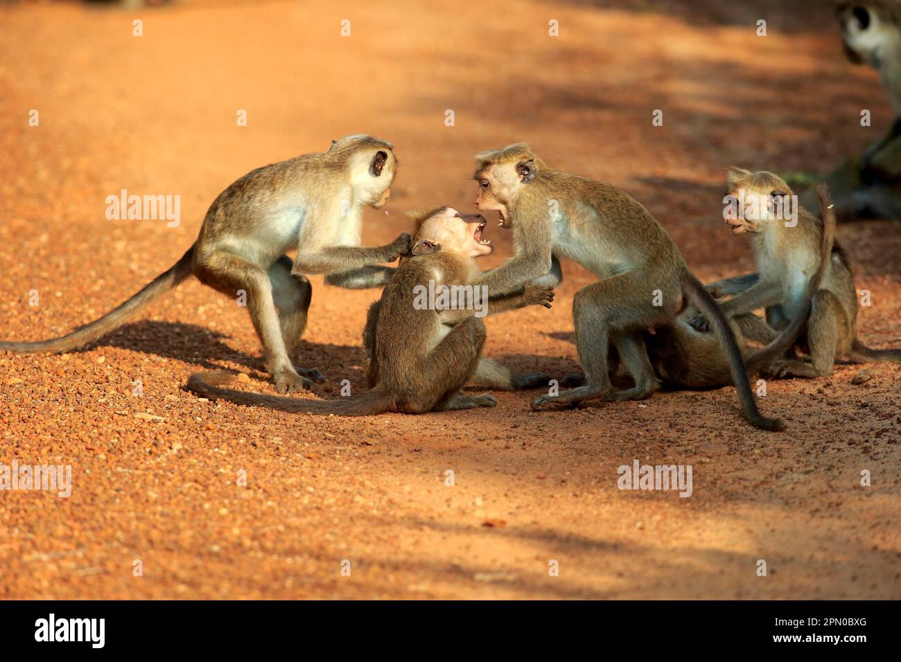 Red monkey, group of adults fighting, Yala toque macaque (Macaca sinica ...