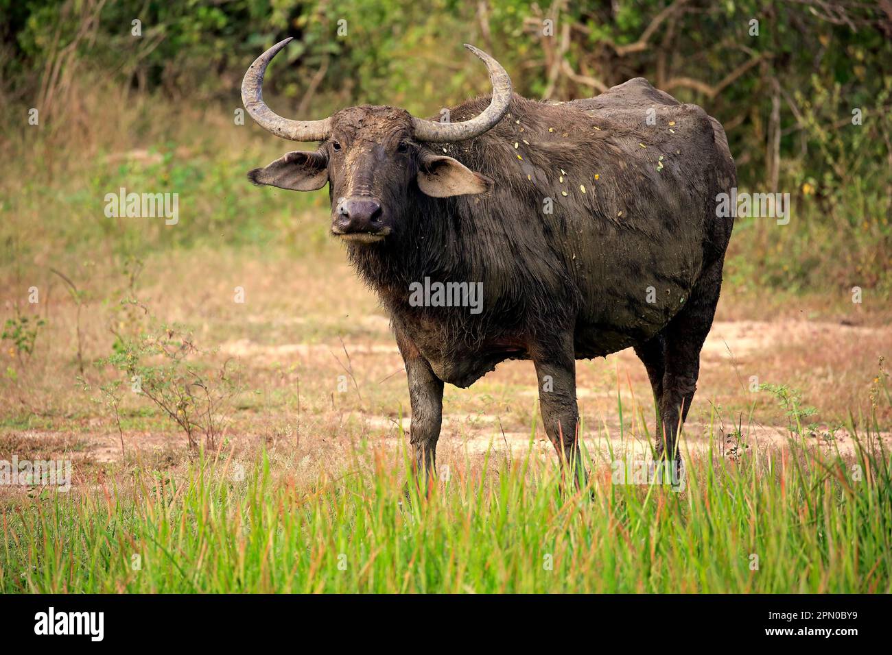 Water buffalo (Bubalus arnee), adult male, Yala National Park, Sri ...