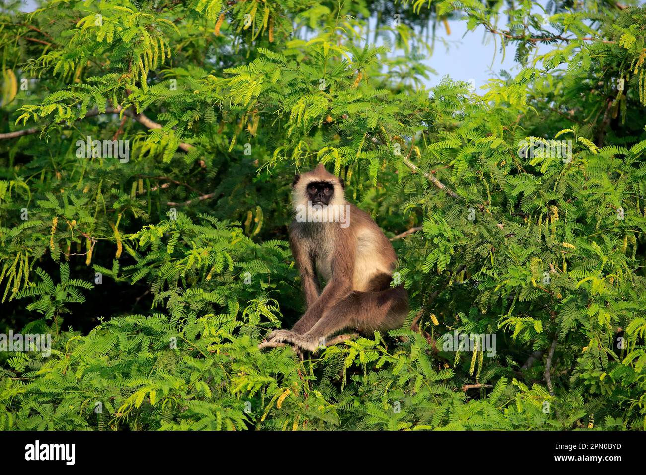 Southern Hanuman langur, adult male on tree, Yala tufted gray langur ...