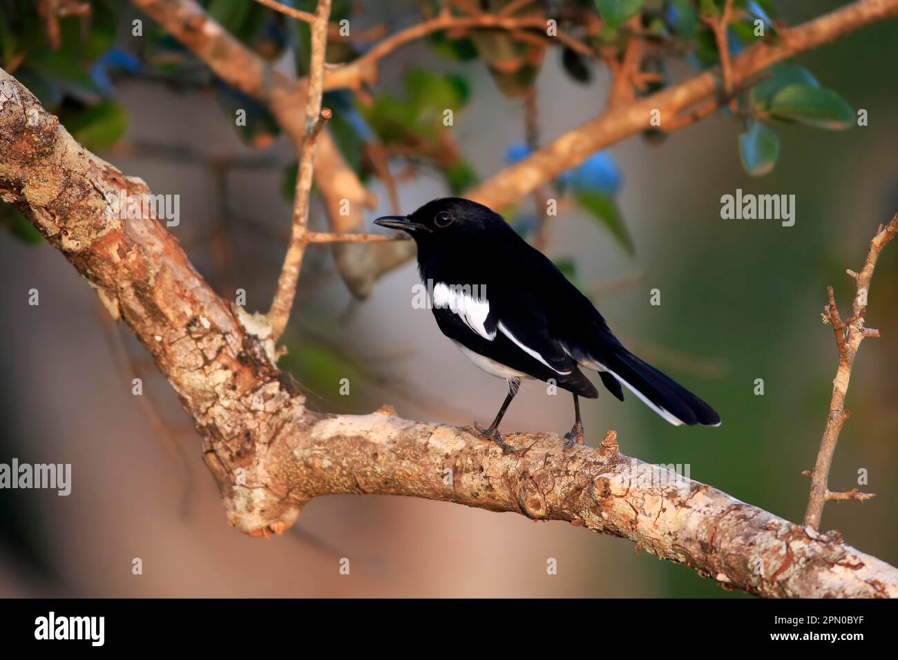 Oriental magpie-robin (Copsychus saularis), adult male on tree, Bundala ...