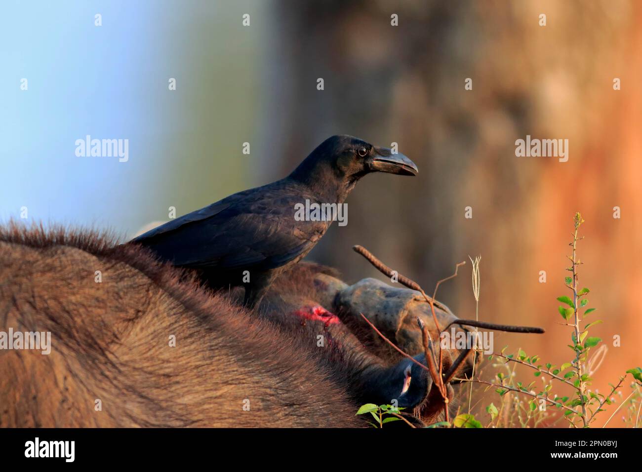 House crow (Corvus splendens), adult feeding on the wound of the broken ...