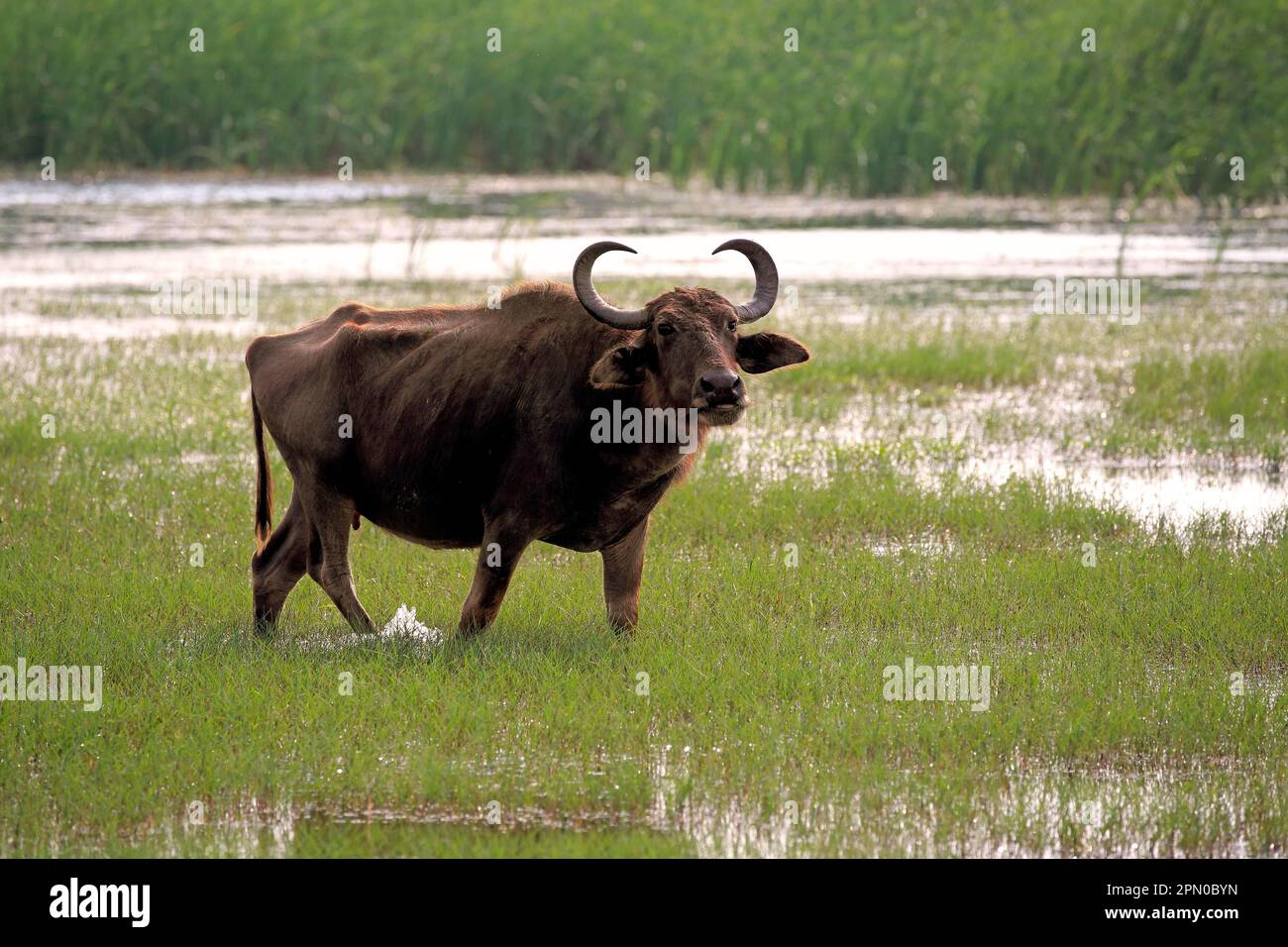 Water buffalo, adult female standing in water, Bundala National Park ...