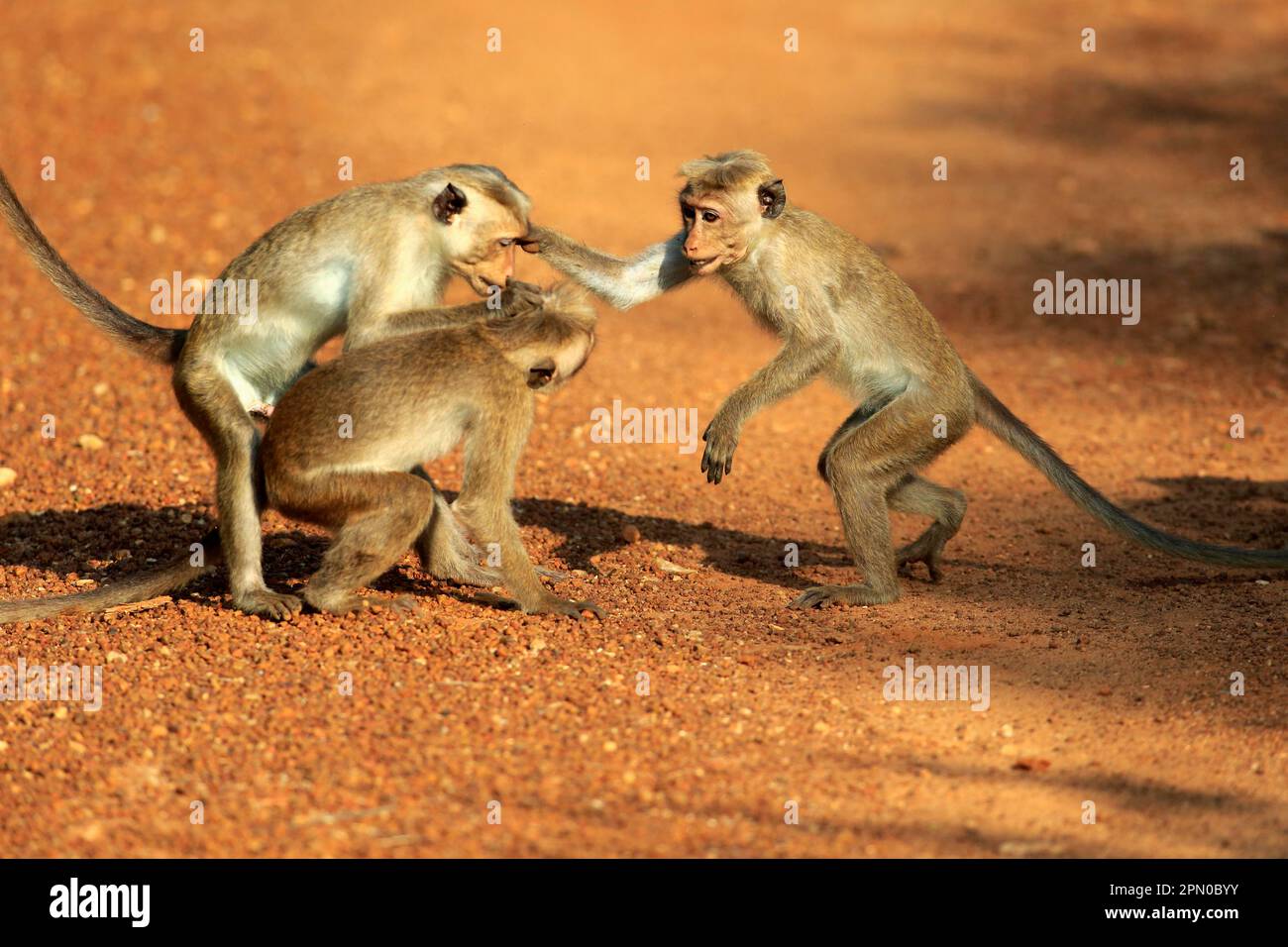 Red monkey, group of adults fighting, Yala toque macaque (Macaca sinica ...