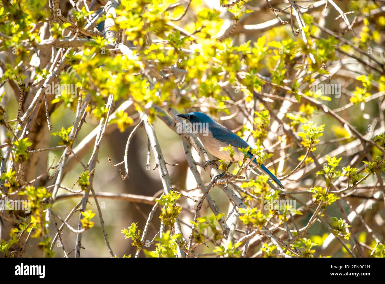 Flying mountain bluebird hi-res stock photography and images - Alamy