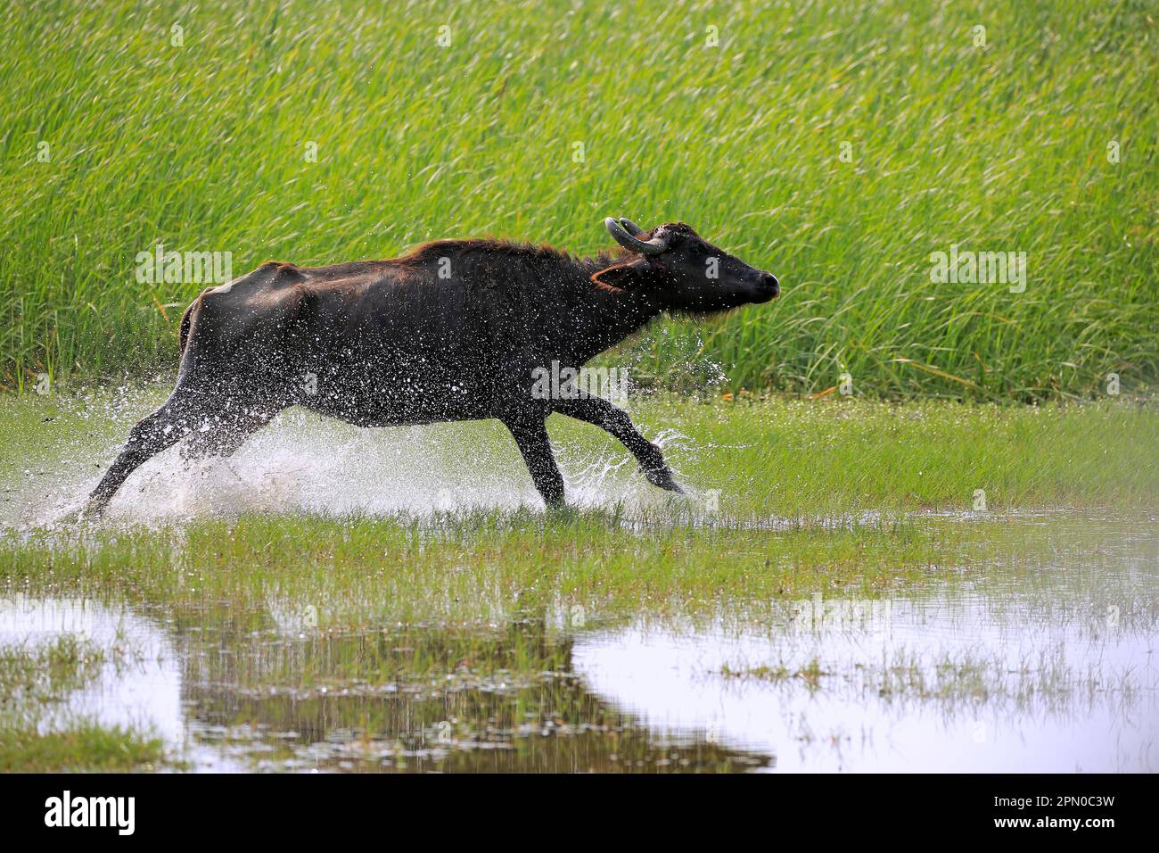 Water buffalo, adult running in water, Bundala National Park (Bubalis ...