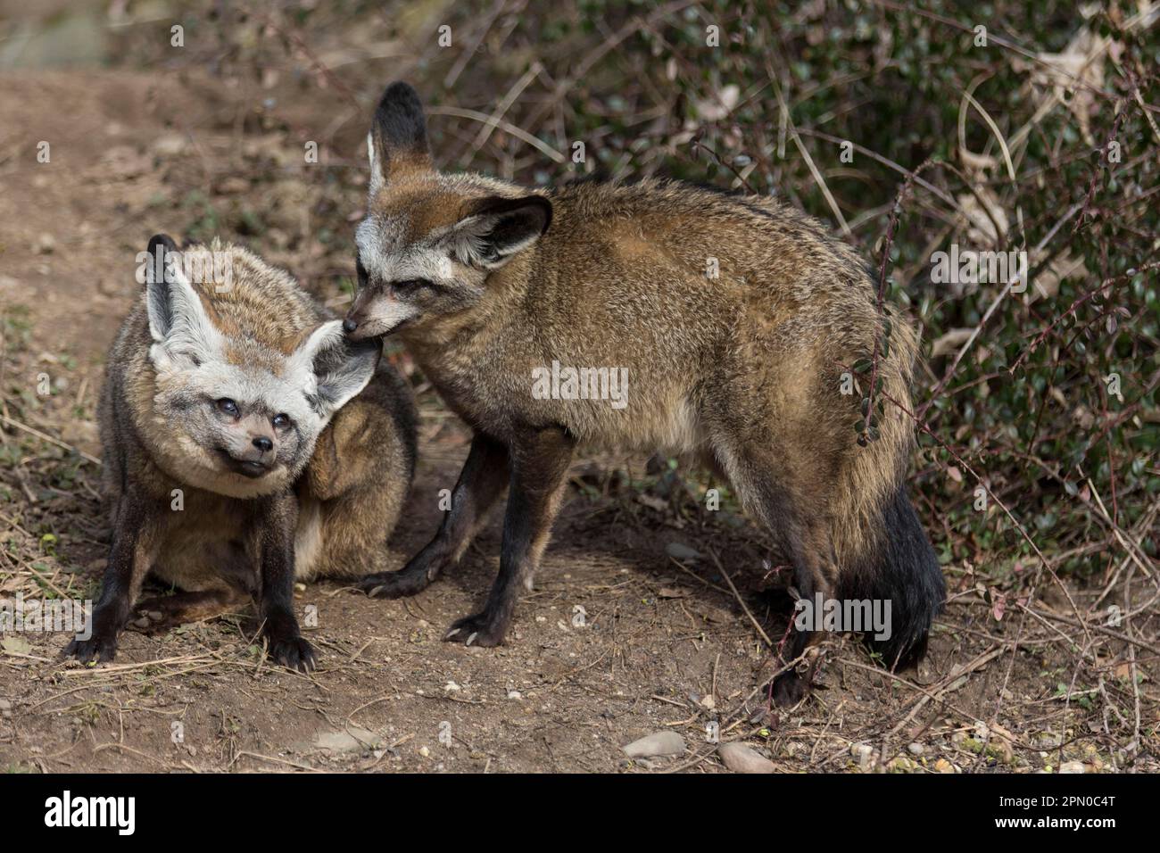 Bat eared fox and two hi-res stock photography and images - Alamy