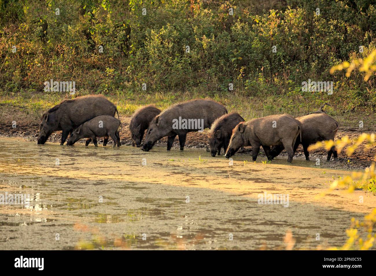 Wild boar, group at the water, drinking, herd, Yala National Park ...