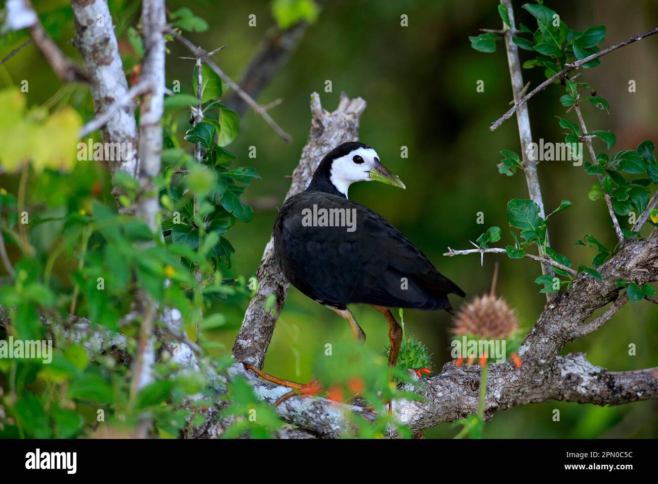 White-breasted water-hen (Amaurornis phoenicurus), adult perch, Yala ...
