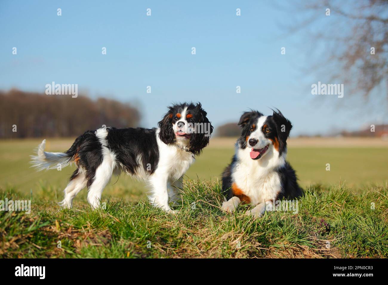 Australian Shepherd, female, black-tri, and Cavalier King Charles ...