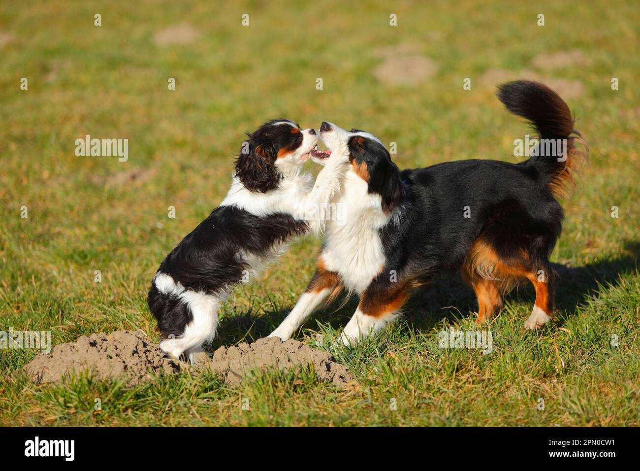 Australian Shepherd, female, black-tri, and Cavalier King Charles ...