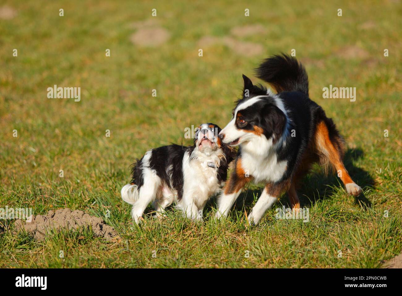 Australian Shepherd, female, black-tri, and Cavalier King Charles ...