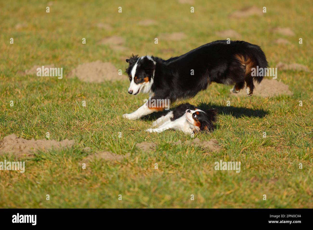 Australian Shepherd, female, black-tri, and Cavalier King Charles ...