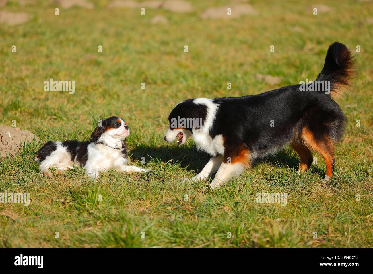 Australian Shepherd, female, black-tri, and Cavalier King Charles ...