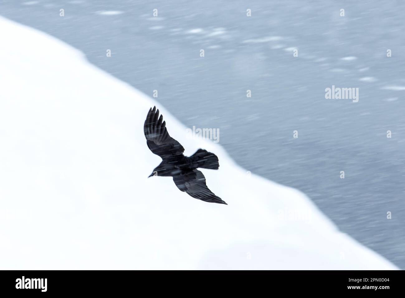 Common raven (Corvus corax) flying over a snow-covered land in winter ...