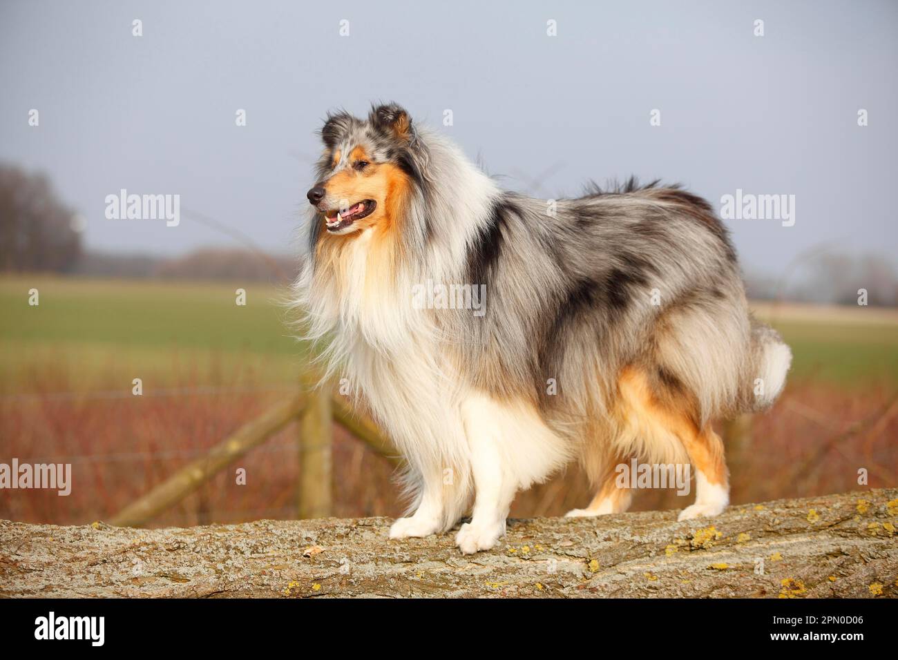 Scottish shepherd dog, male, blue-merle, 4 years old Stock Photo - Alamy