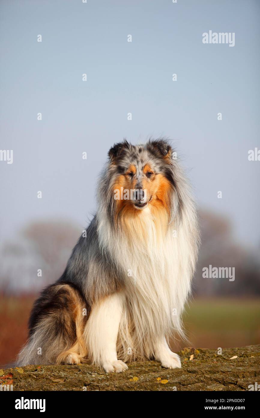 Scottish shepherd dog, male, blue-merle, 4 years old Stock Photo - Alamy