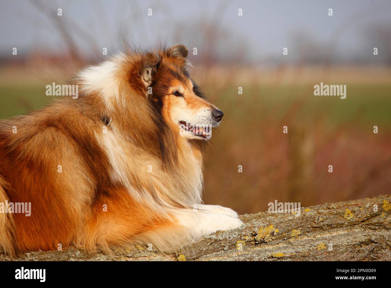 Scottish shepherd dog, male, sable-white, 8 years old, old dog Stock ...