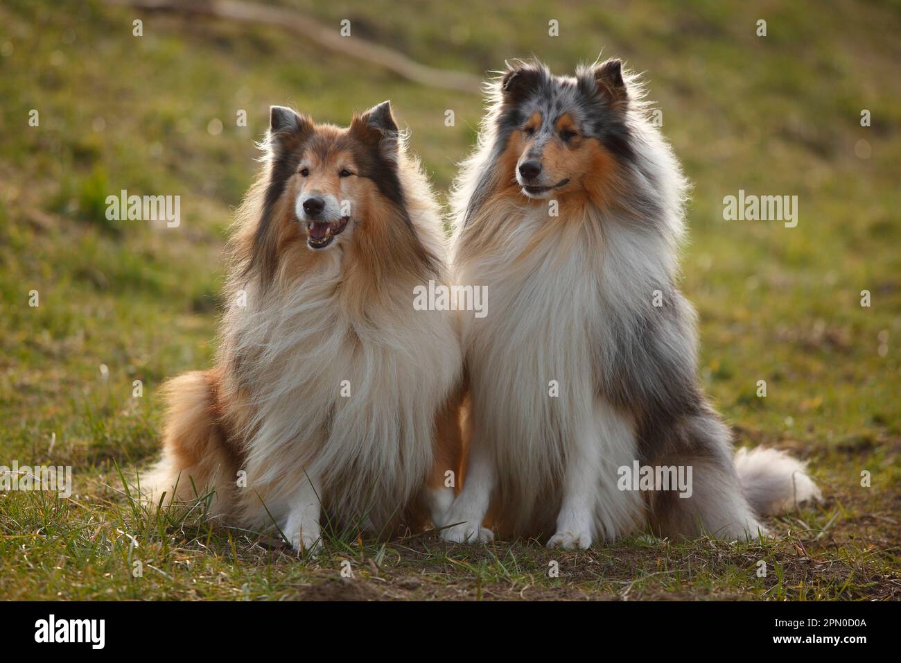 Scottish Sheepdogs, males, blue-merle and sable-white Stock Photo - Alamy