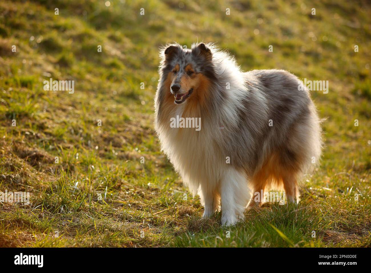 Scottish shepherd dog, male, blue-merle, 4 years old Stock Photo - Alamy