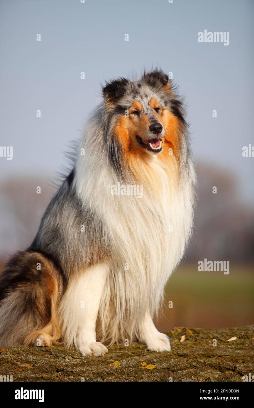 Scottish shepherd dog, male, blue-merle, 4 years old Stock Photo - Alamy