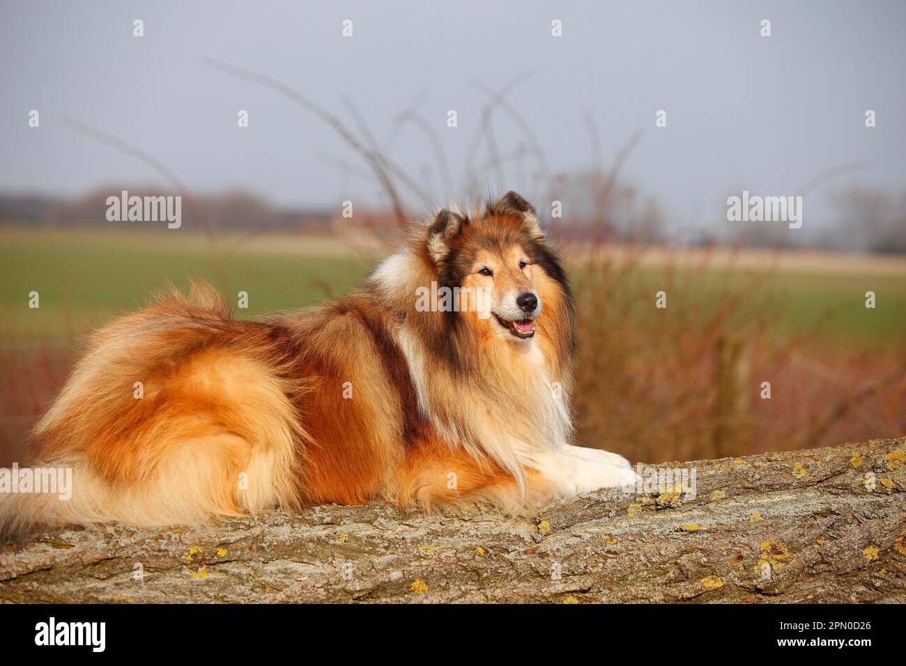 Scottish shepherd dog, male, sable-white, 8 years old, old dog Stock ...