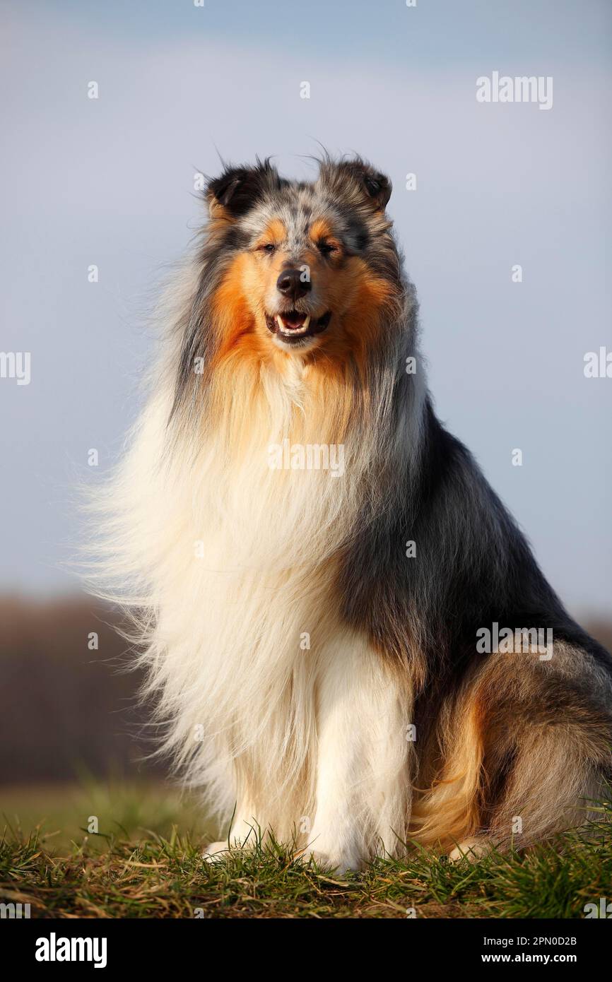 Scottish shepherd dog, male, blue-merle, 4 years old Stock Photo - Alamy