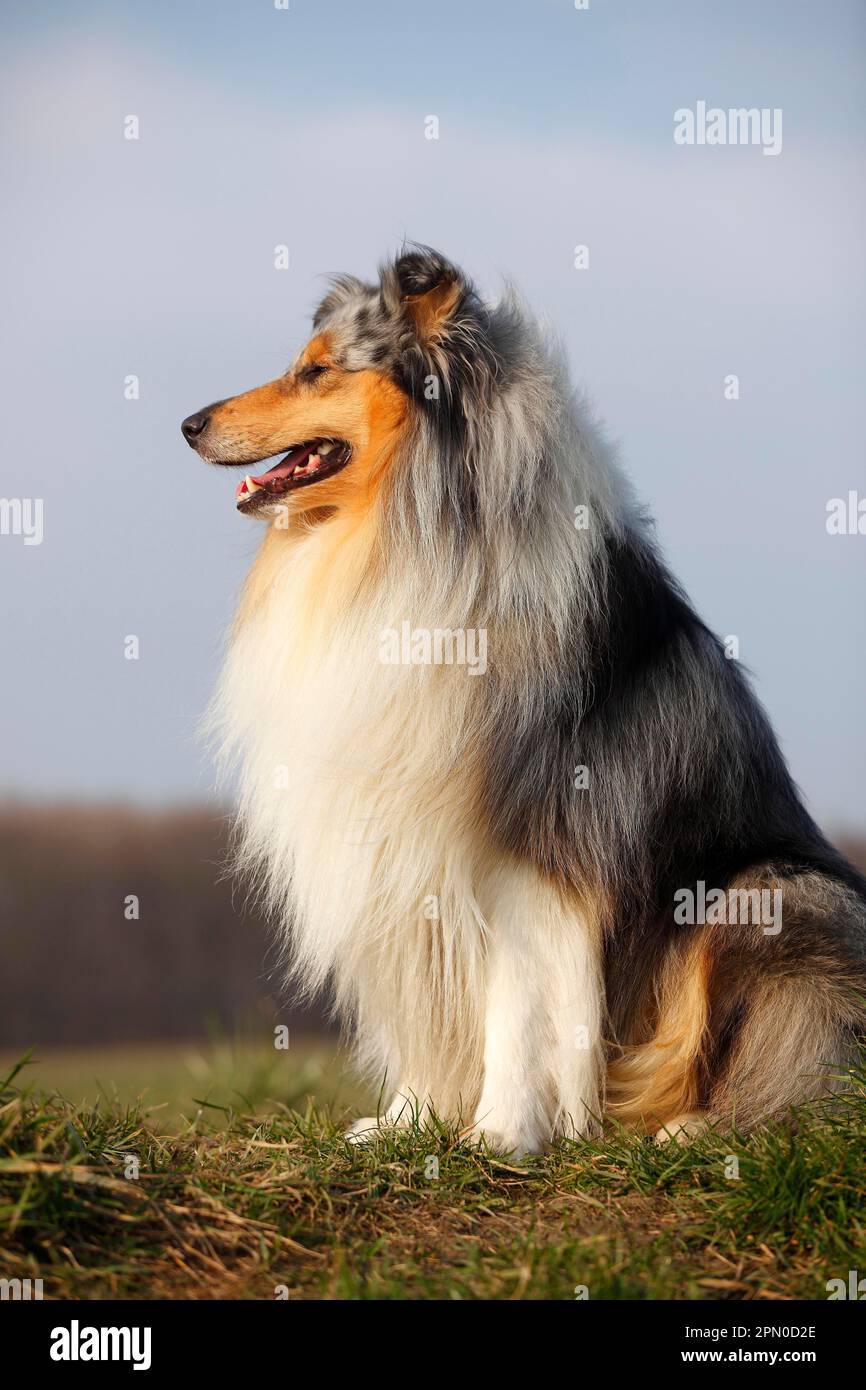 Scottish shepherd dog, male, blue-merle, 4 years old Stock Photo - Alamy