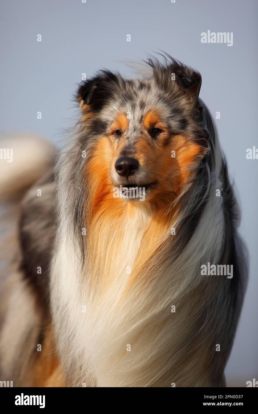 Scottish shepherd dog, male, blue-merle, 4 years old Stock Photo - Alamy