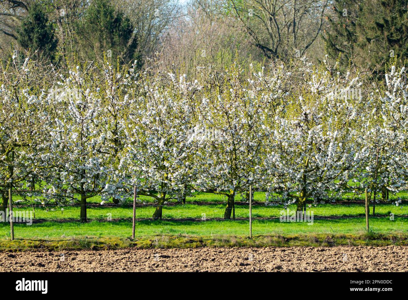 Spring blossom of cherry trees in orchard, fruit region Haspengouw ...