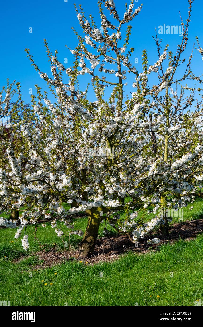 Spring blossom of cherry trees in orchard, fruit region Haspengouw ...