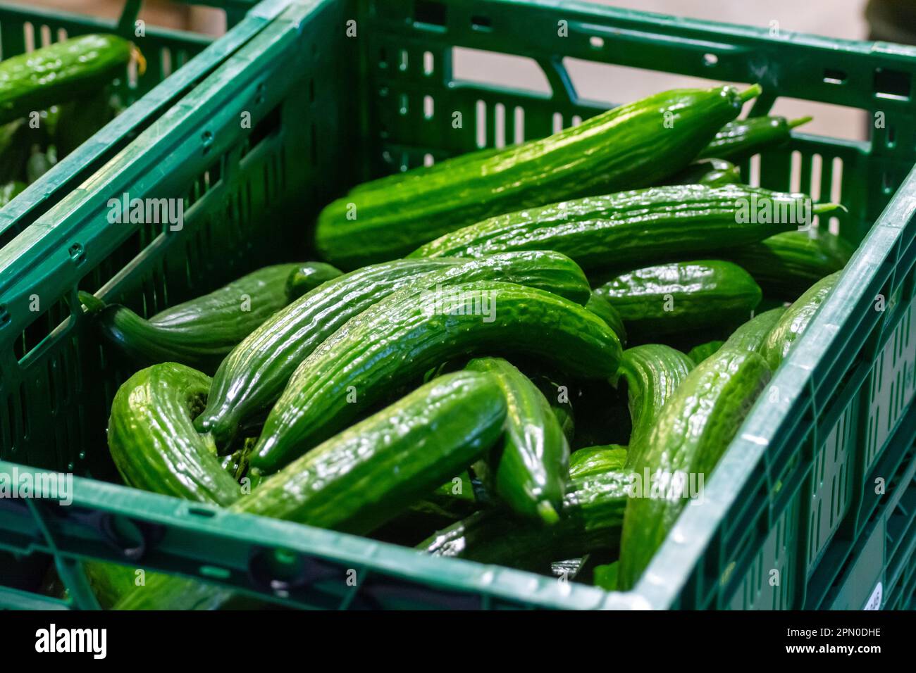 Handling and packaging of fresh harvested green cucumbers vegetables in ...