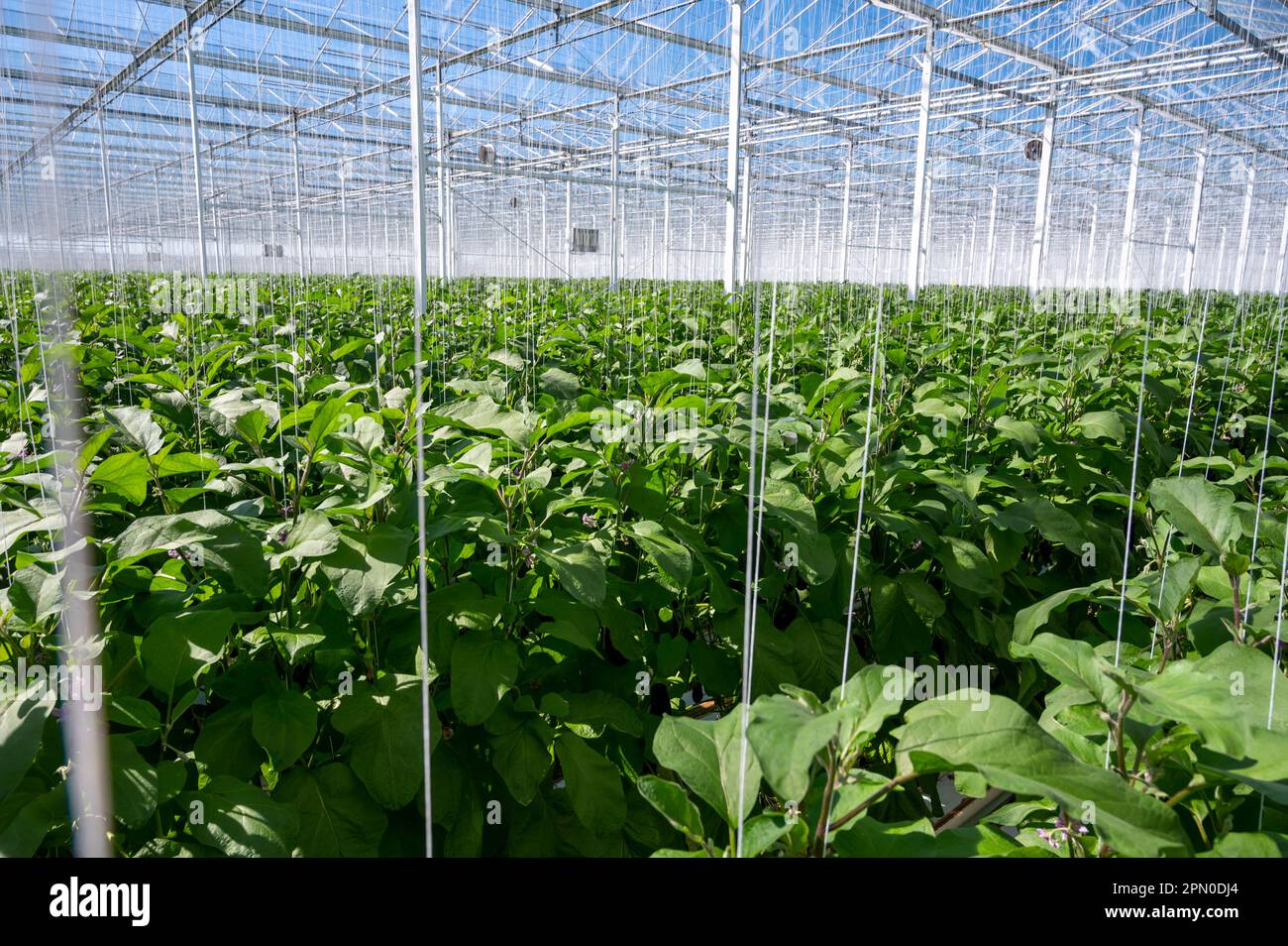 Dutch organic greenhouse farm with rows of eggplants plants with ripe ...